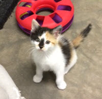 Animal Rescue Foundation of Bartlesville - ARF Cats