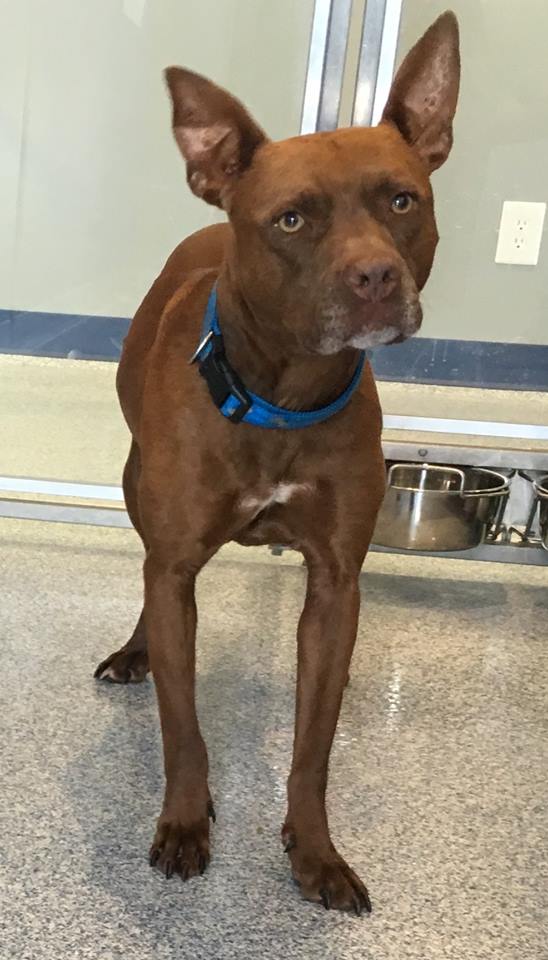 Animal Rescue Foundation of Bartlesville - ARF Dogs