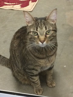 Animal Rescue Foundation of Bartlesville - ARF Cats