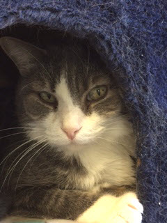 Animal Rescue Foundation of Bartlesville - ARF Cats