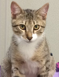 Animal Rescue Foundation of Bartlesville - ARF Cats