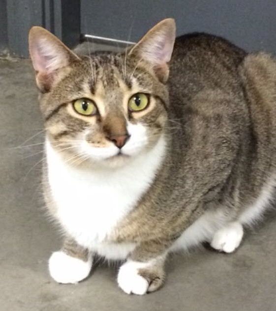 Animal Rescue Foundation of Bartlesville - ARF Cats