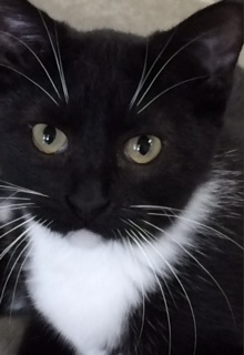 Animal Rescue Foundation of Bartlesville - ARF Cats