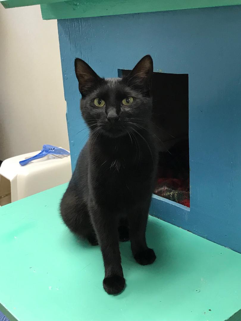 Animal Rescue Foundation of Bartlesville - ARF Cats