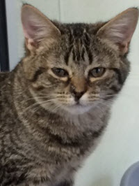 Animal Rescue Foundation of Bartlesville - ARF Cats