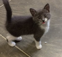 Animal Rescue Foundation of Bartlesville - ARF Cats