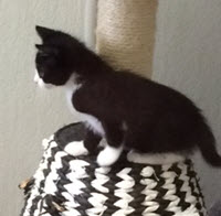 Animal Rescue Foundation of Bartlesville - ARF Cats