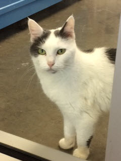 Animal Rescue Foundation of Bartlesville - ARF Cats