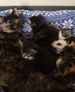 Animal Rescue Foundation of Bartlesville - ARF Cats