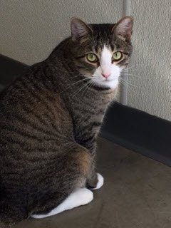 Animal Rescue Foundation of Bartlesville - ARF Cats