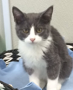 Animal Rescue Foundation of Bartlesville - ARF Cats