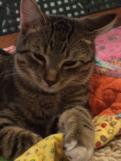 Animal Rescue Foundation of Bartlesville - ARF Cats
