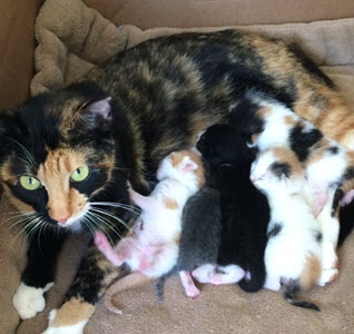 Animal Rescue Foundation of Bartlesville - ARF Cats