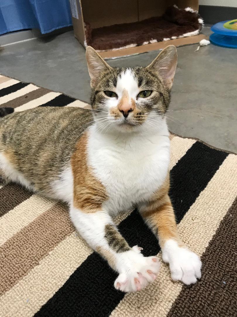 Animal Rescue Foundation of Bartlesville - ARF Cats