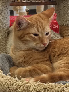 Animal Rescue Foundation of Bartlesville - ARF Cats