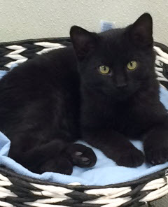 Animal Rescue Foundation of Bartlesville - ARF Cats