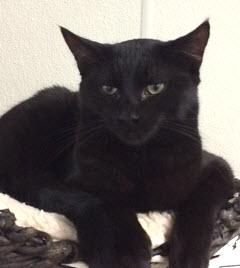 Animal Rescue Foundation of Bartlesville - ARF Cats