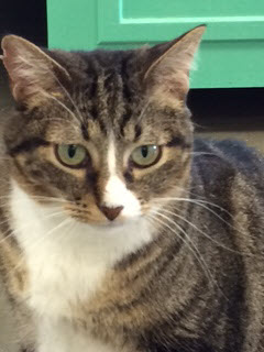 Animal Rescue Foundation of Bartlesville - ARF Cats