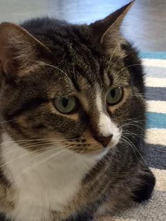Animal Rescue Foundation of Bartlesville - ARF Cats
