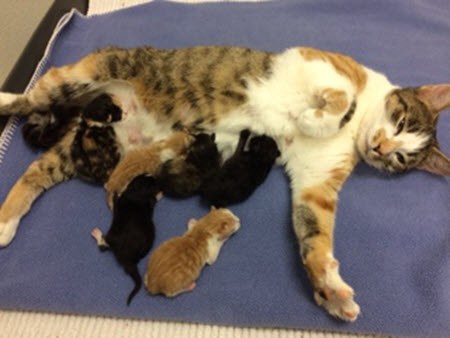 Animal Rescue Foundation of Bartlesville - ARF Cats