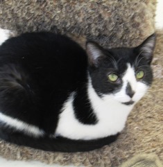 Animal Rescue Foundation of Bartlesville - ARF Cats